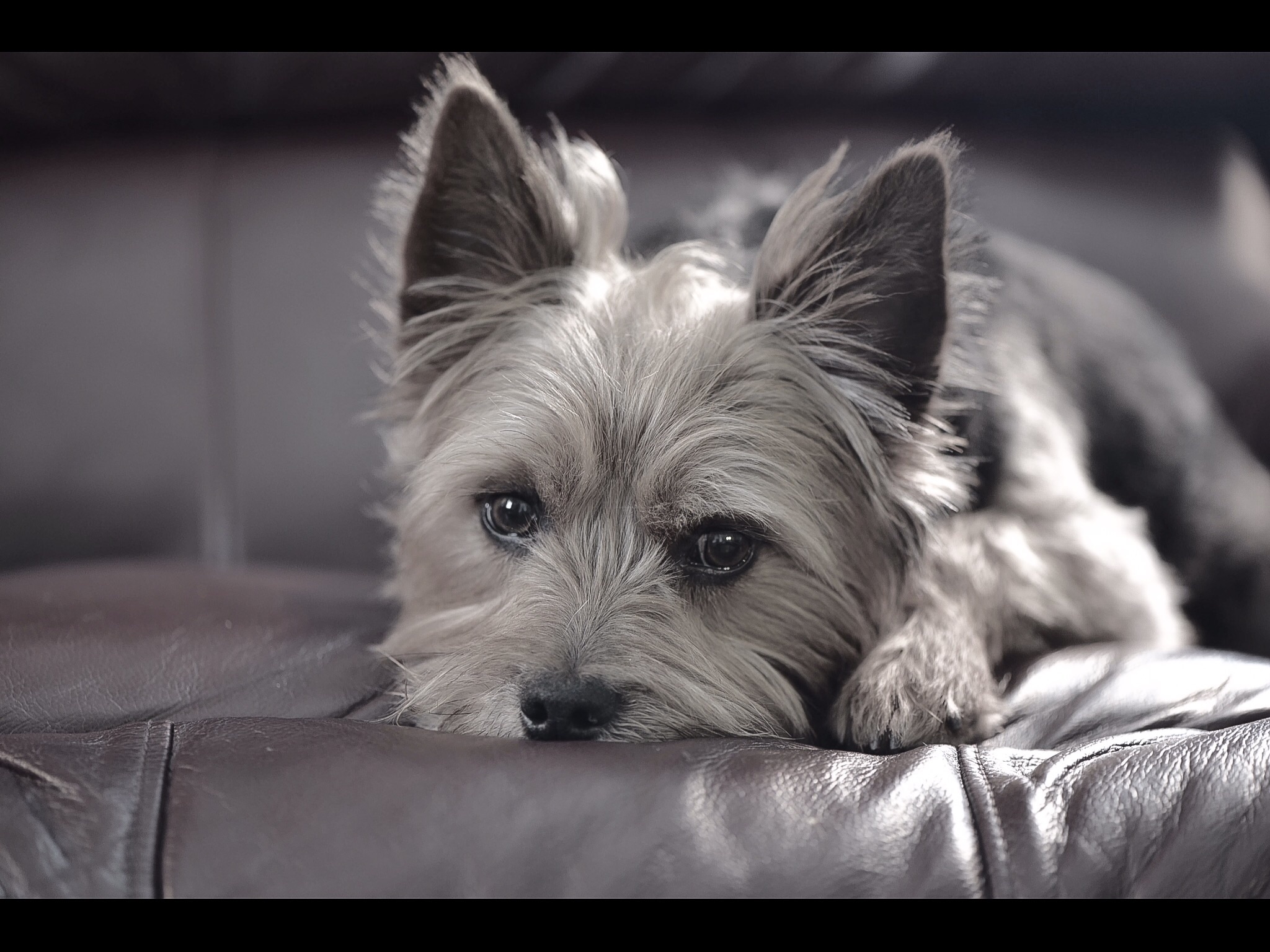 Henry | Shutterbug